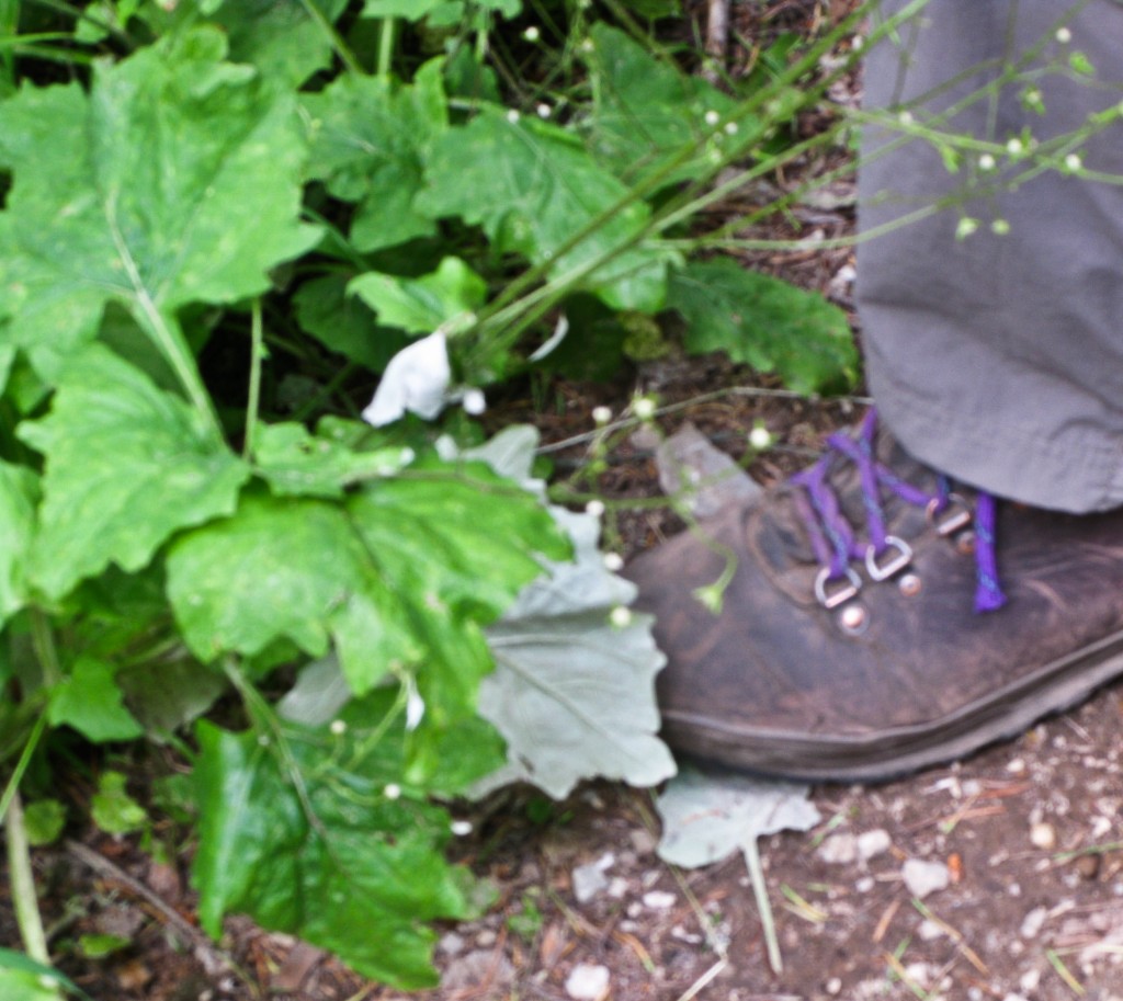 Trail Plant | BACKWOODS AND BEYOND: Exploring the Wild Inside and Out